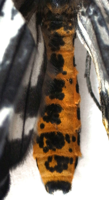 ヒロオビトンボエダシャク 02